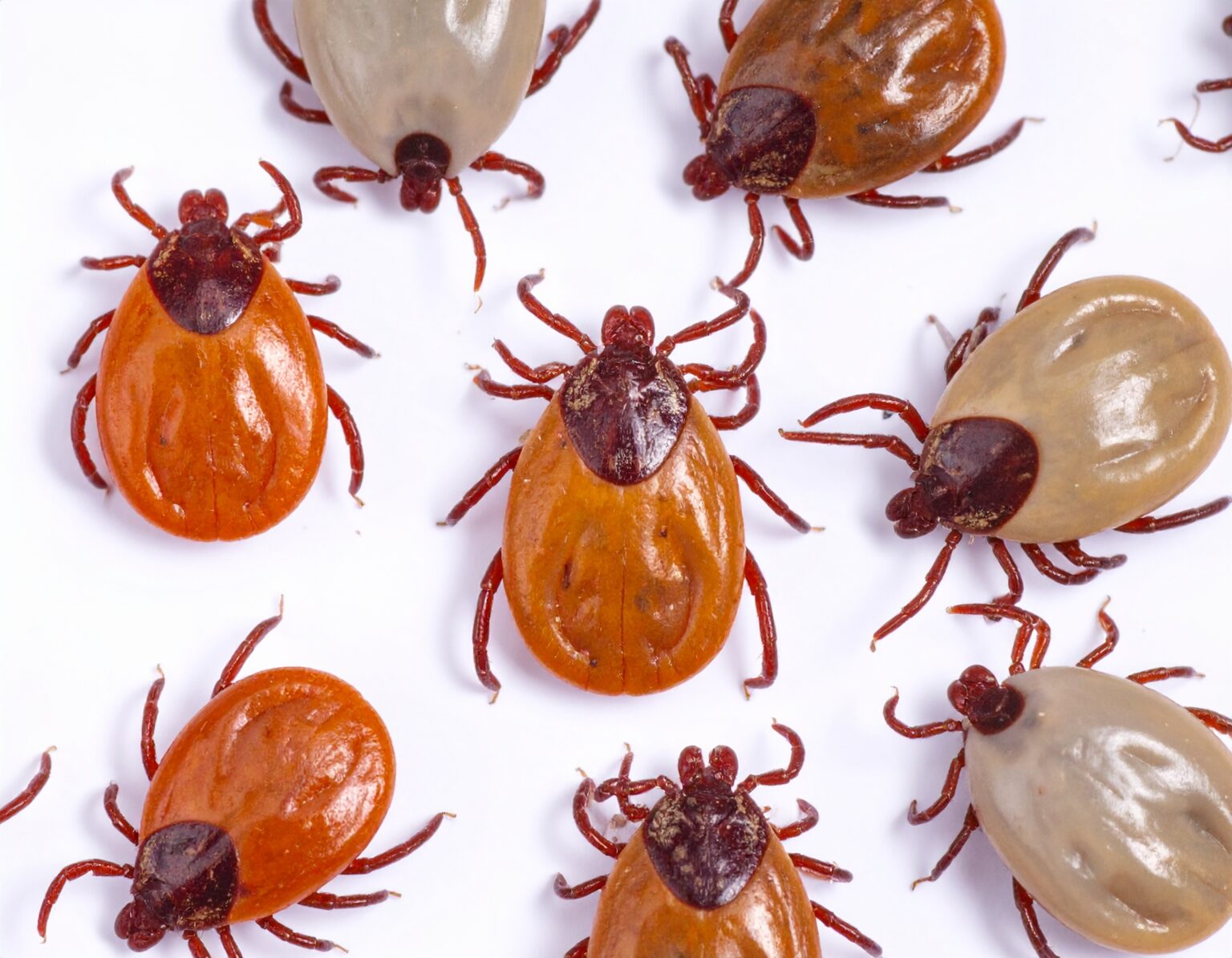 Garrapatas: Qué Son, Riesgos y Prevención - Pests